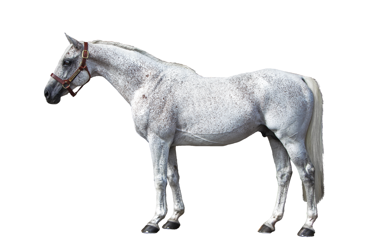 AL SHAHANIA STUD – The Home of Champions