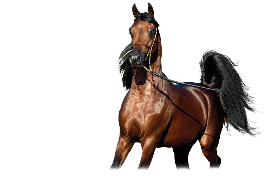 AL SHAHANIA STUD – The Home of Champions