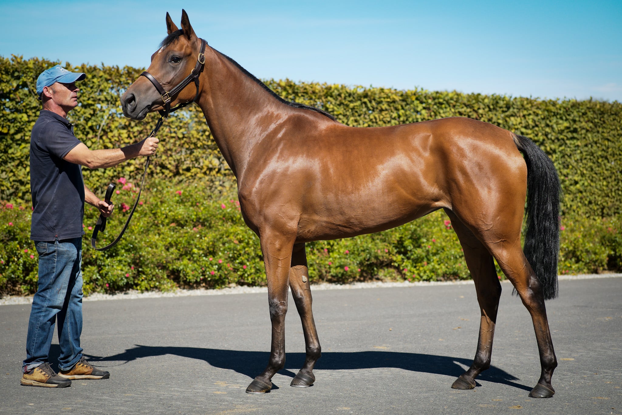 SUNDUS – AL SHAHANIA STUD