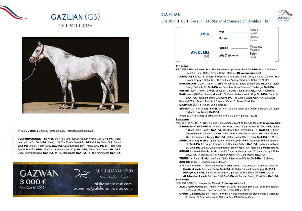 GAZWAN – AL SHAHANIA STUD